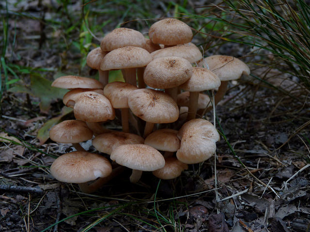 ¿Cómo cocinar correctamente los hongos?