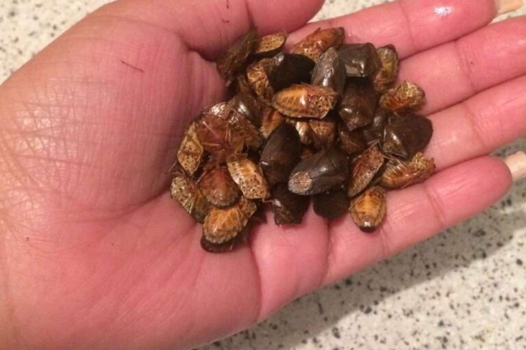 ¿Qué son los jumiles y para qué sirven? Te cuento sobre los insectos ...