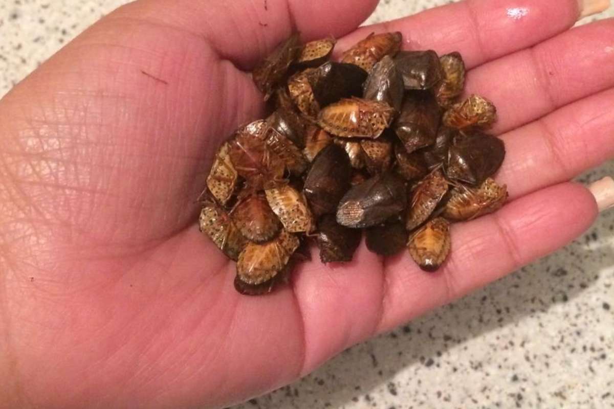 ¿Qué son los jumiles y para qué sirven? Te cuento sobre los insectos ...