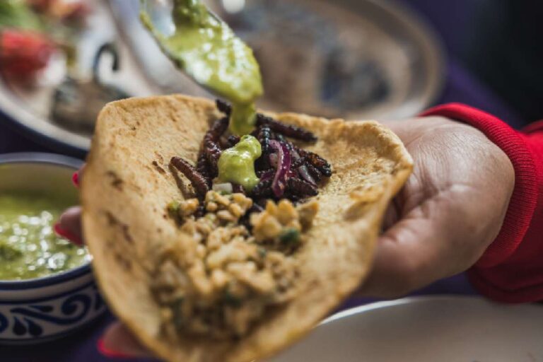 ¿Qué son los jumiles y para qué sirven? Te cuento sobre los insectos ...