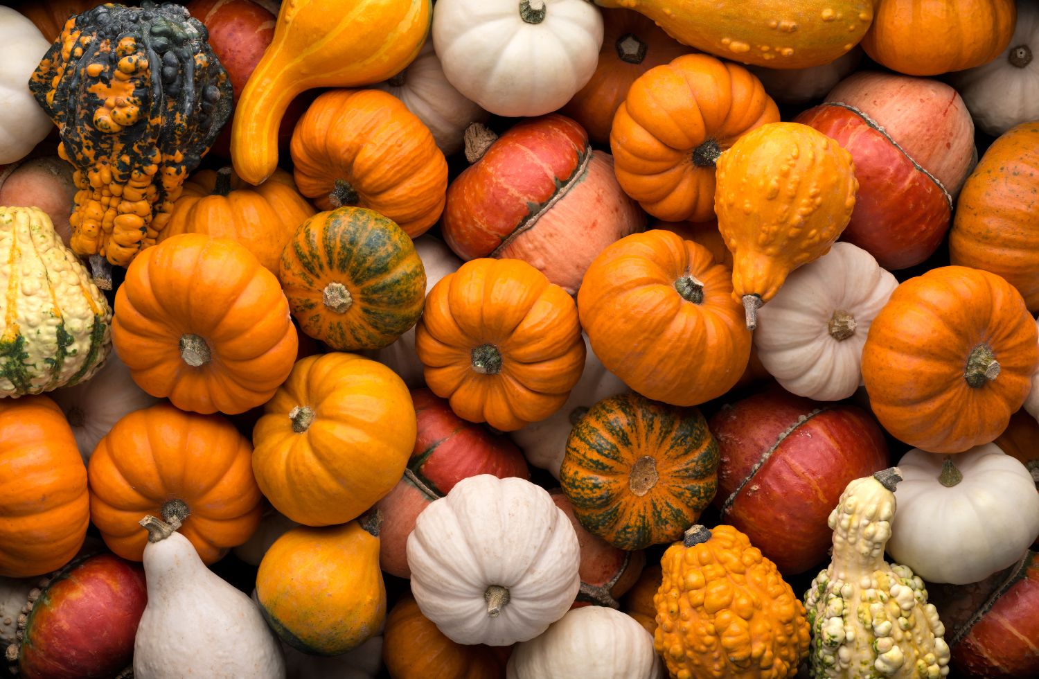 Todo lo que necesitas saber sobre la calabaza de Castilla