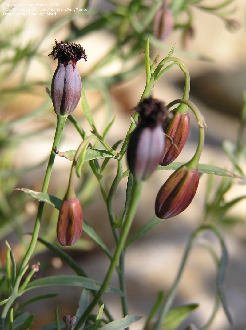 Chepiche: la hierba comestible de Oaxaca que tienes que conocer