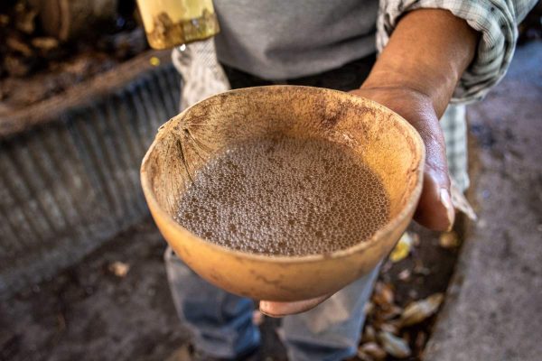 Festival del Mezcal en Colima: Celebra las fiestas patrias con un buen ...