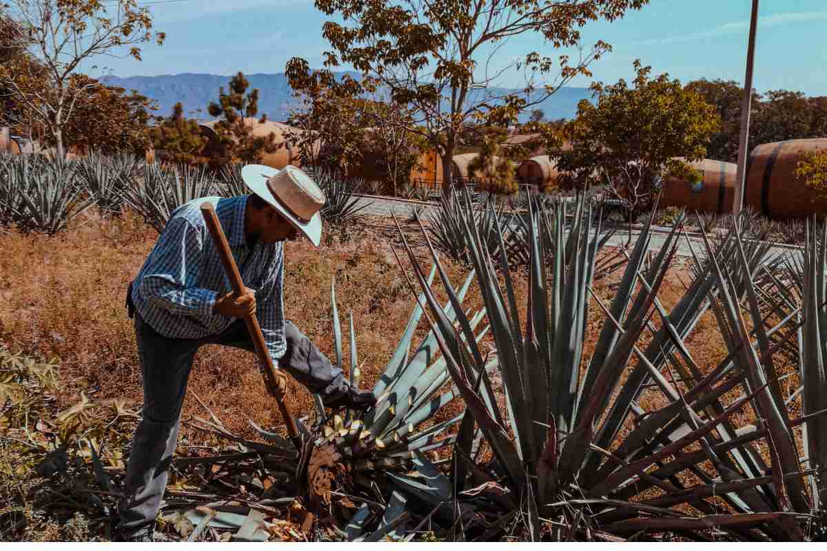 Festival del Mezcal en Colima: Celebra las fiestas patrias con un buen ...