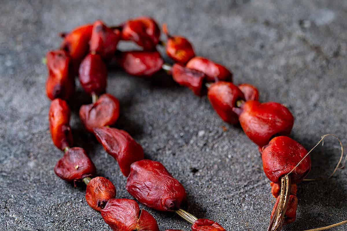 ¿Qué es el piure? Marisco que parece sacado de una película de terror