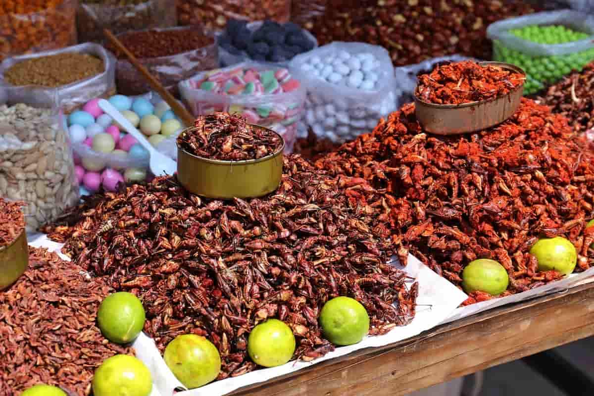 Consumo de insectos: explorando la entomofagia como un superalimento ...