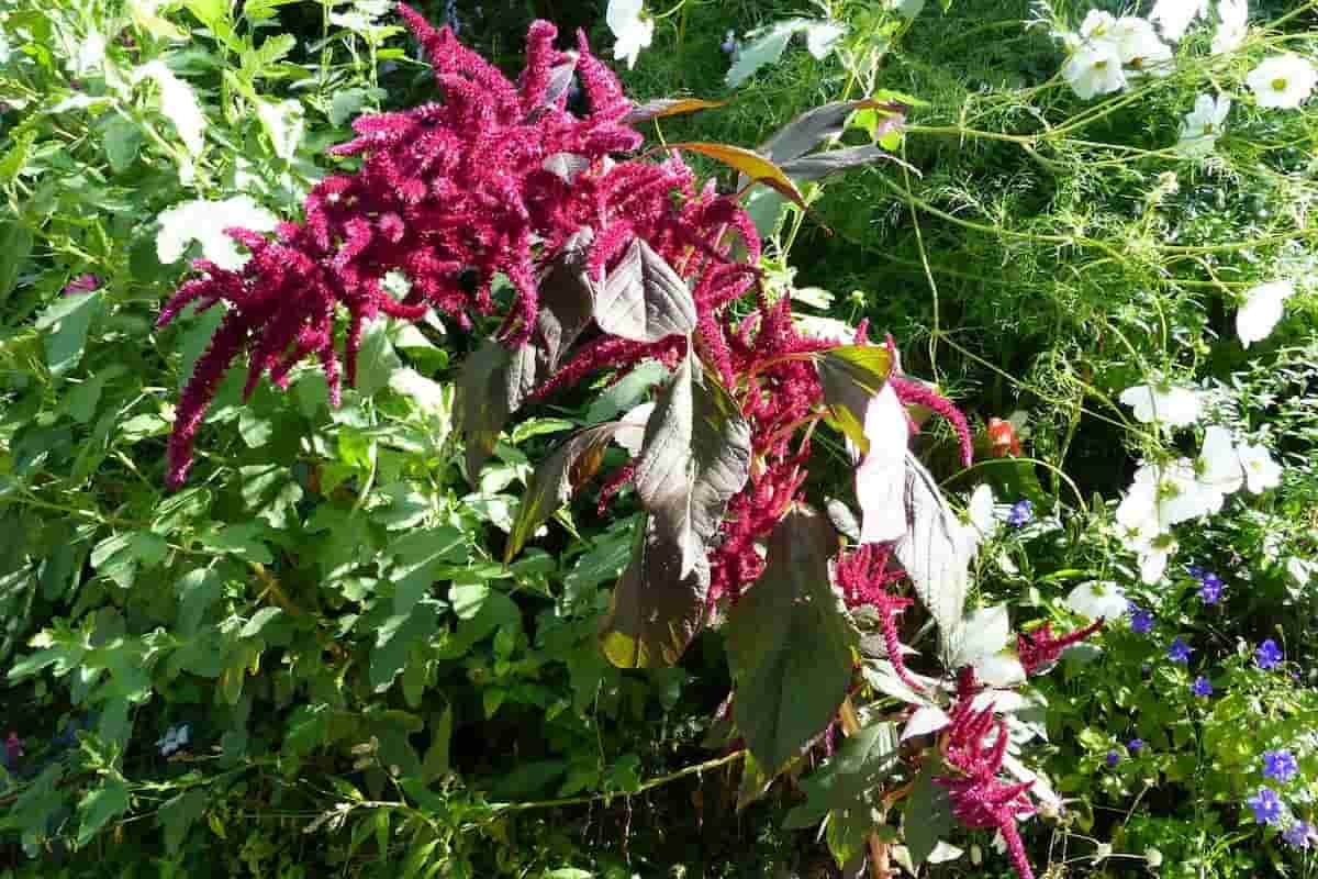 9 tipos de quelites que son parte de la cocina mexicana tradicional