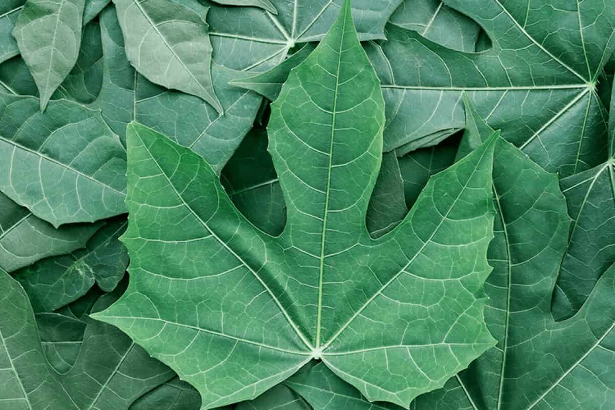 9 tipos de quelites que son parte de la cocina mexicana tradicional