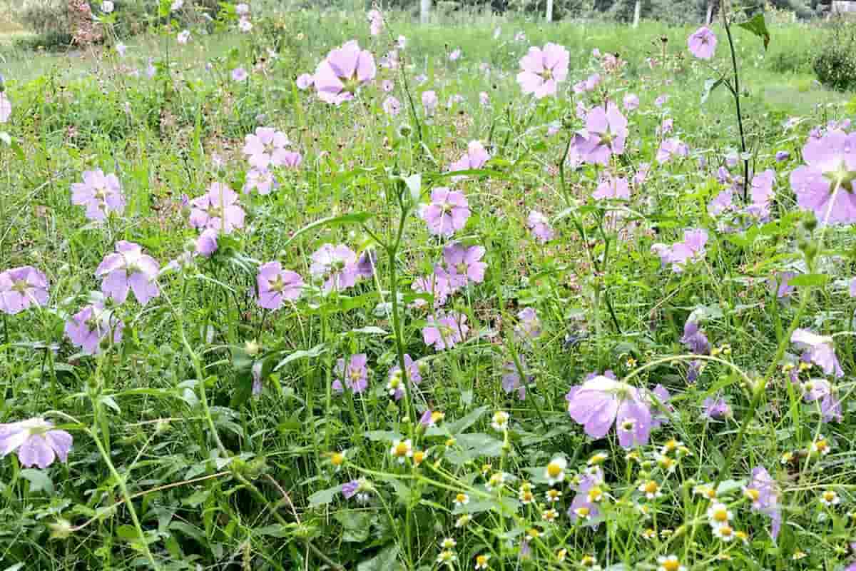 9 tipos de quelites que son parte de la cocina mexicana tradicional