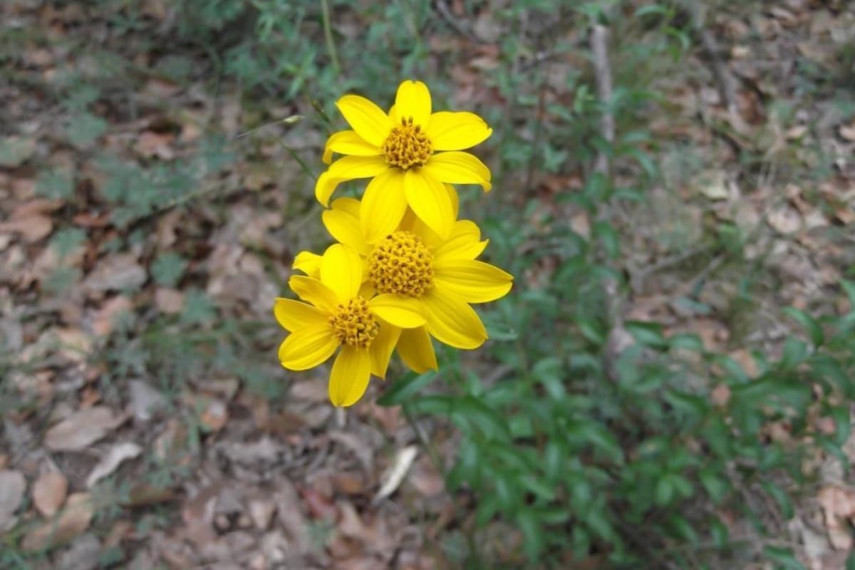 El chilcuague la planta y raíz medicinal culinaria de México
