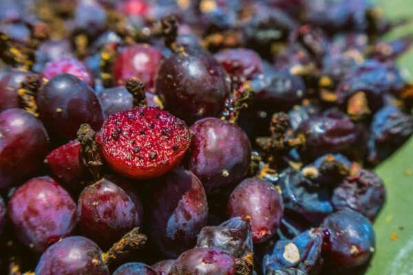Garambullo: fruto del semidesierto mexicano con antioxidantes y muchos ...