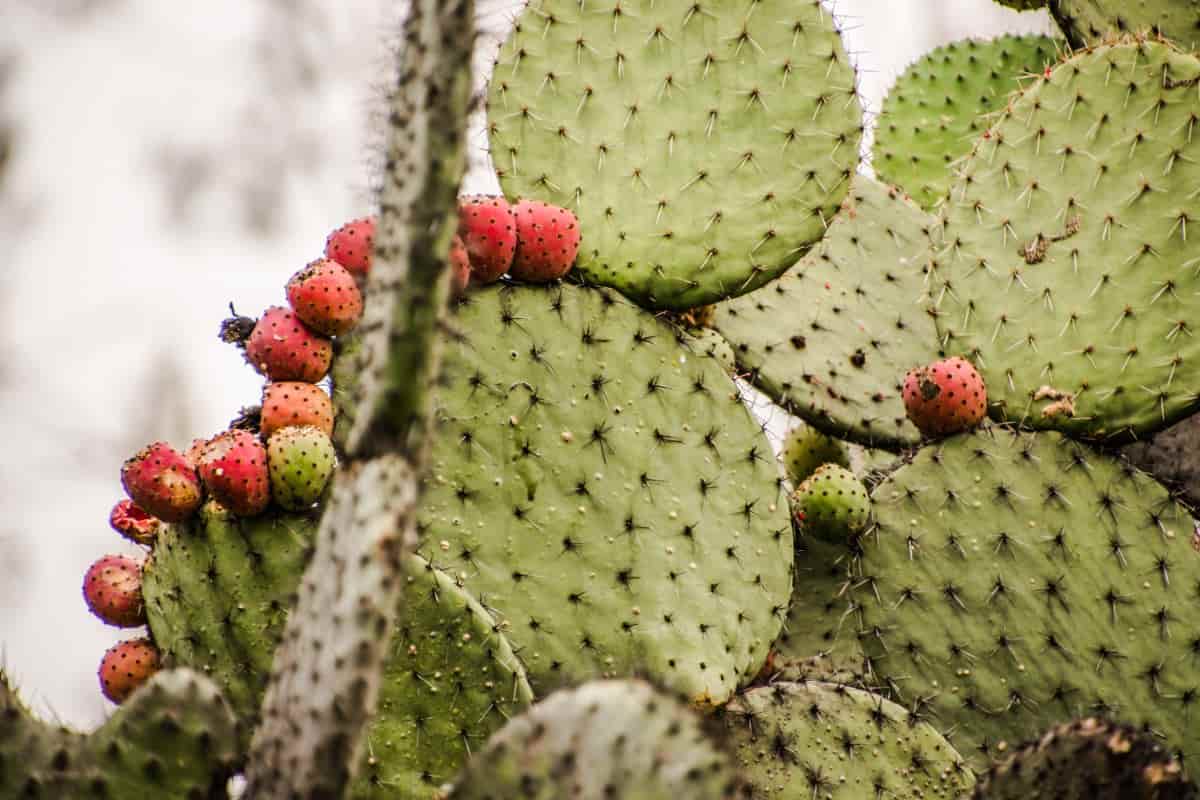 ¿Has Probado el Xoconostle? Descubre el Poder Ácido de este Fruto Mexicano