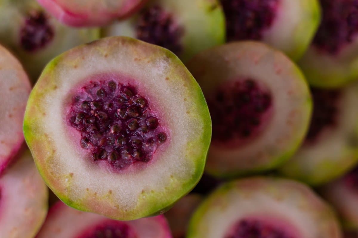 ¿Has Probado el Xoconostle? Descubre el Poder Ácido de este Fruto Mexicano