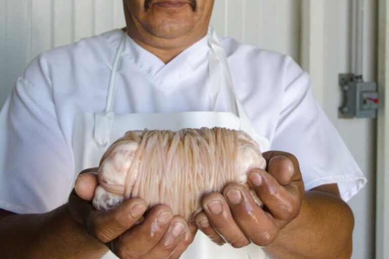 Amante de los Tacos, qué tal unos tacos de machitos: ¿qué son y de qué ...