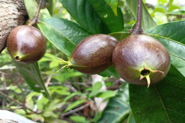 ¿Qué es el borojó? Fruta con el que se hace el famoso “Jugo del Amor”