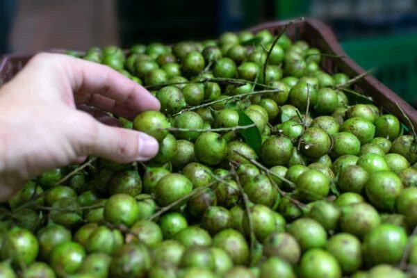 ¿Qué es la guaya? La fruta yucateca que a la vista parece un limón pero ...