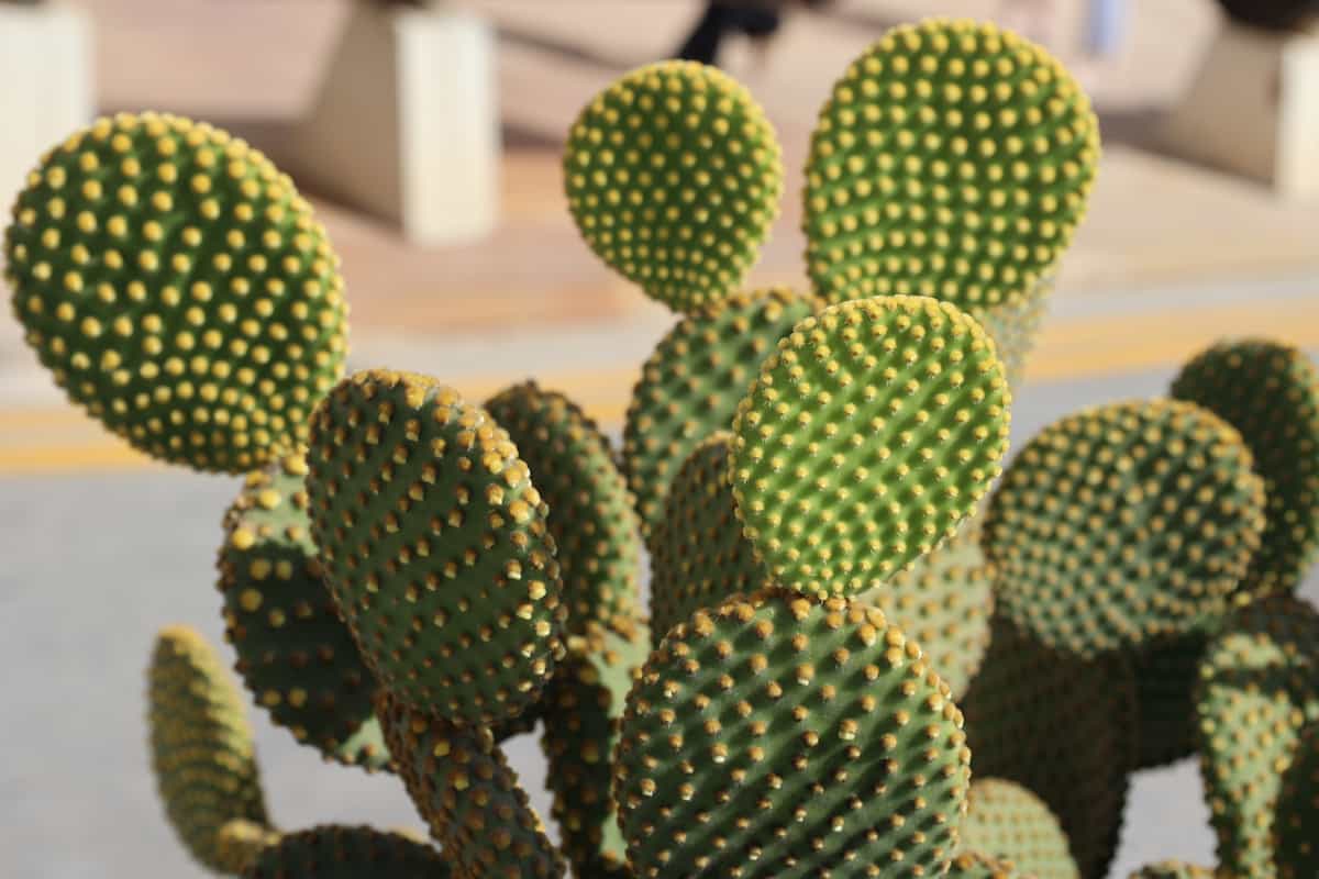 Esto es todo lo que debes saber sobre el nopal, desde beneficios hasta ...