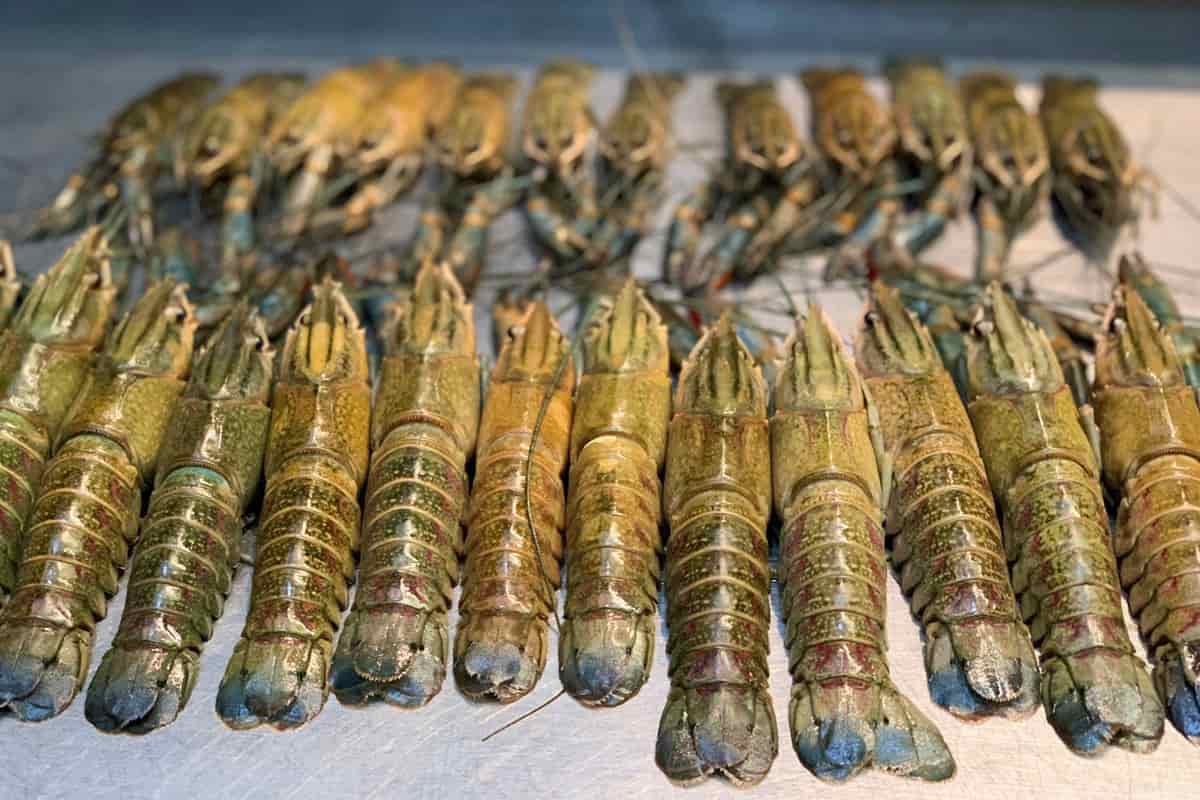 ¿Qué es la acamaya? El langostino prehispánico que pocos conocen, un ...