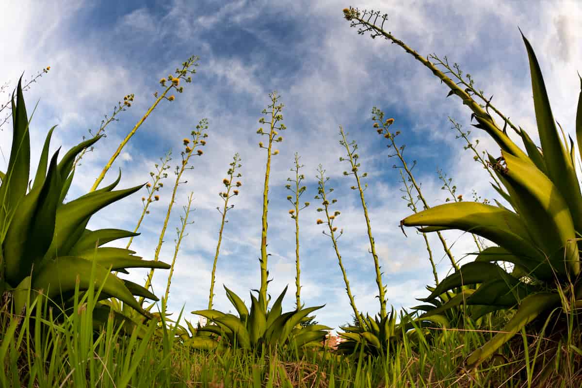 Mucho más que pulque, este es el dulce típico que da el ancestral quiote