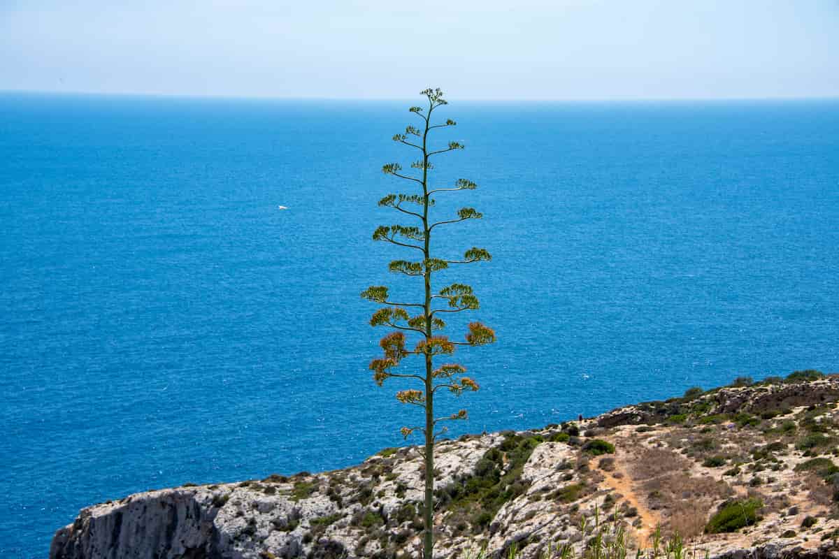 Mucho más que pulque, este es el dulce típico que da el ancestral quiote