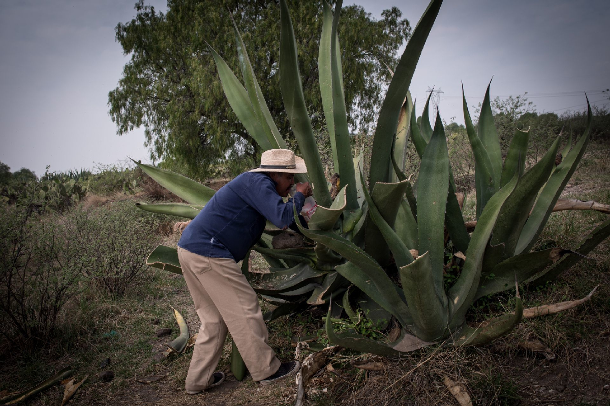 Descubre los beneficios de la miel de maguey pulquero: rica en ...