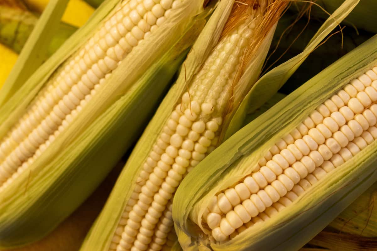 3 maneras sencillas de cocer elotes en casa